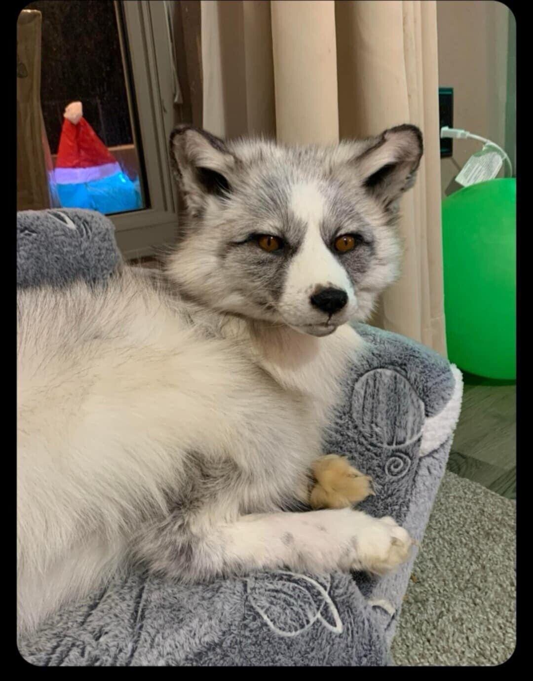 Stunning Real Fox Fluffly White Fur Posable - Etsy