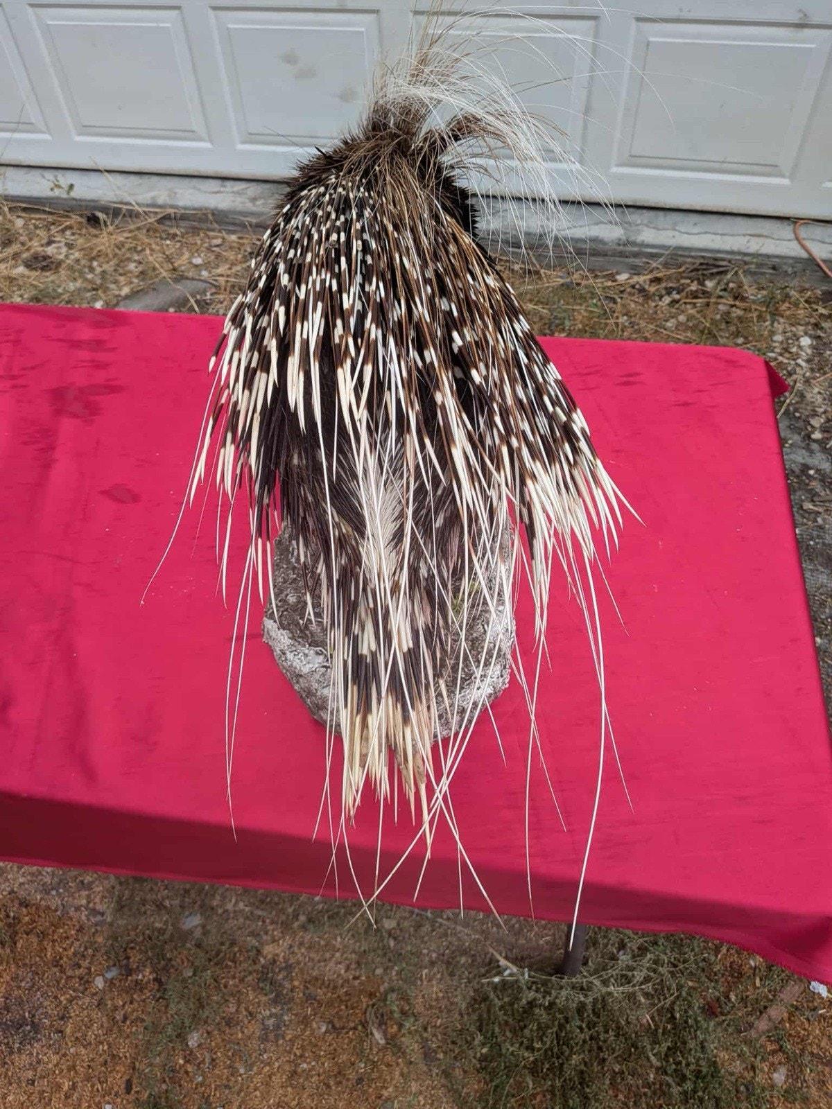 FHPAT747 - Premium African Crested Porcupine Taxidermy Mount - Etsy