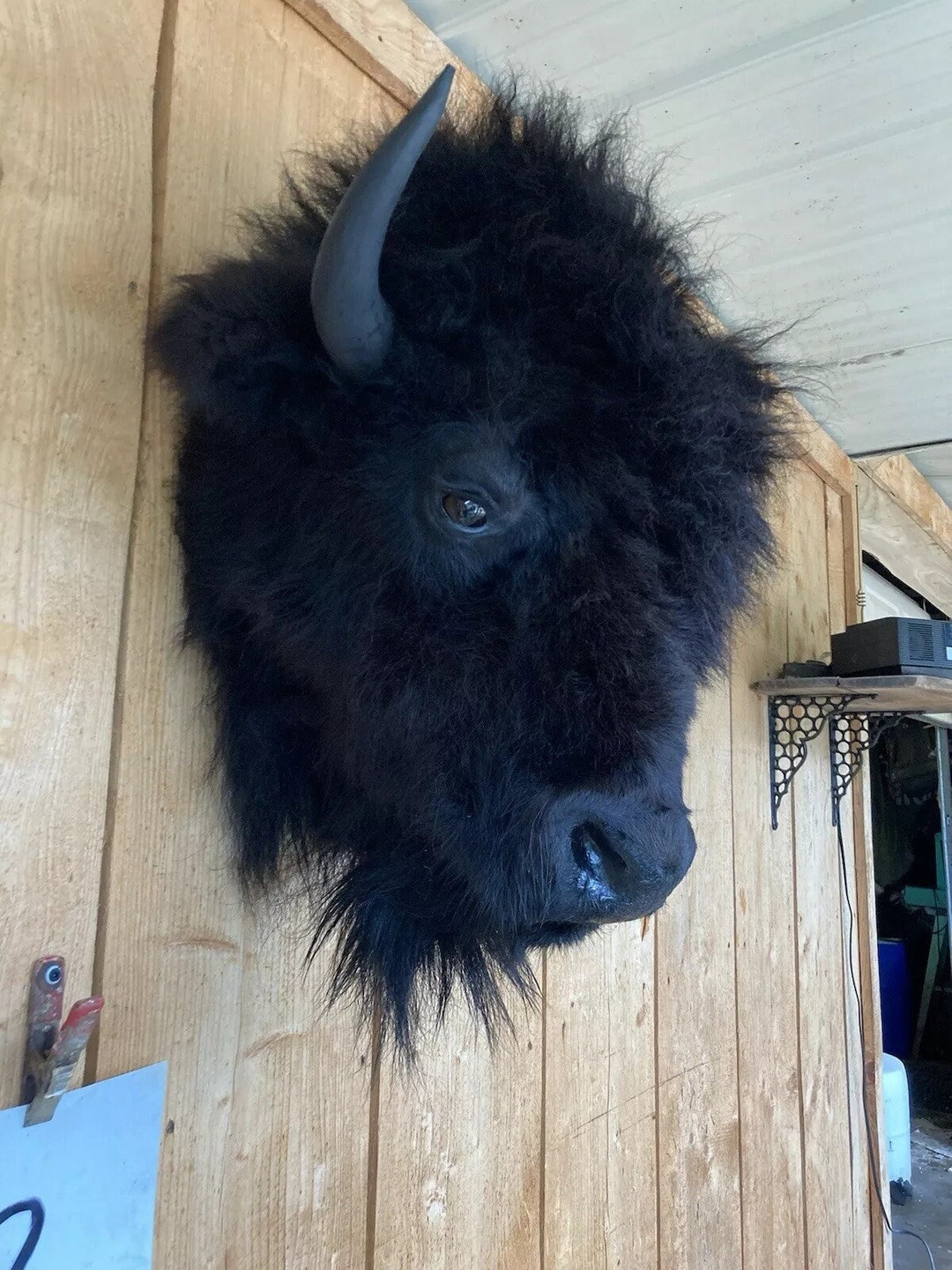 Real Buffalo / Bison Head Taxidermy Mount New Neck Mount you Get One ...