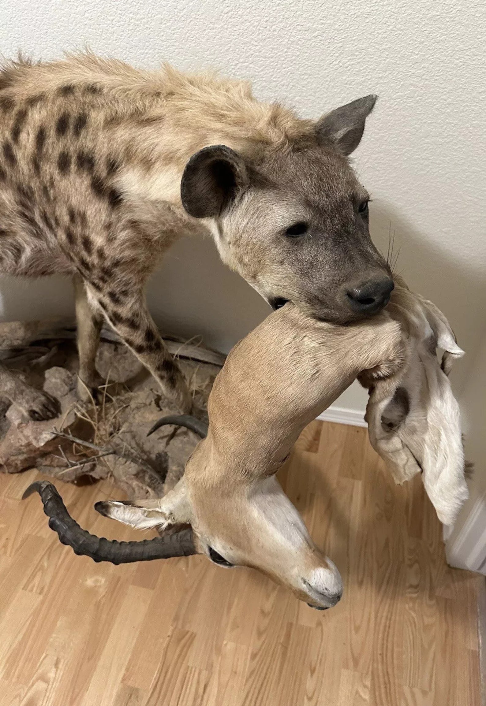 Spotted Hyena Life-size Taxidermy African Safari With Prey - Etsy