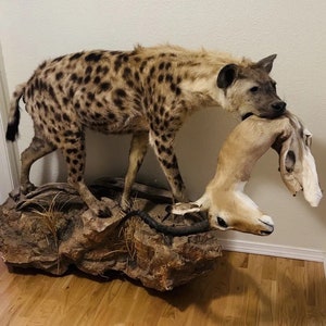 Spotted Hyena Life-size Taxidermy African Safari With Prey - Etsy