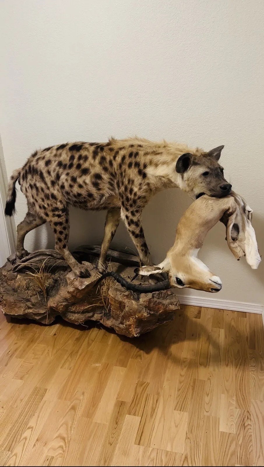 Spotted Hyena Life-size Taxidermy African Safari With Prey - Etsy