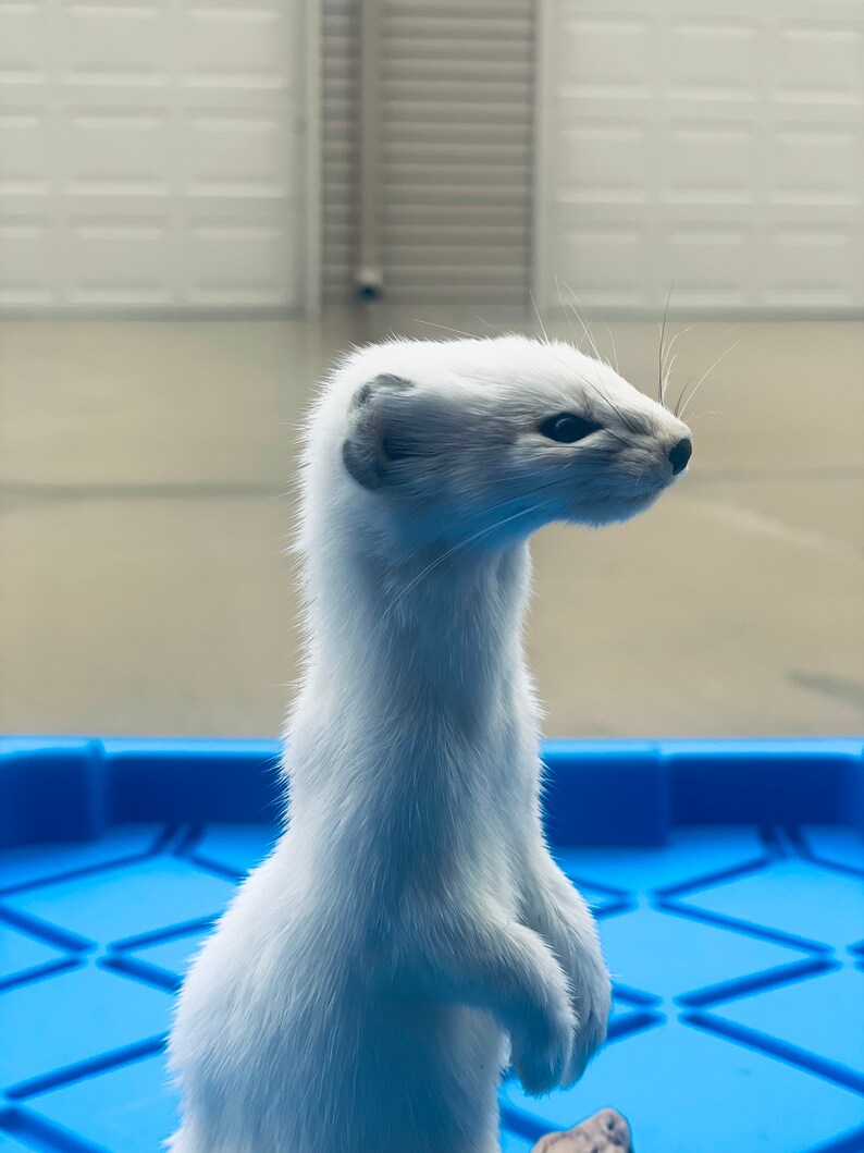 Beautiful Adorable Weasel Ermine Small Animal Taxidermy Mount - Etsy