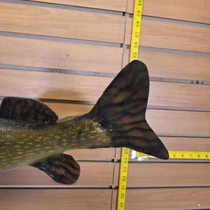 FHCM59 -38" Northern Pike Real Skin Fish Taxidermy - Etsy