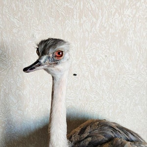 Museum Quality Ostrich Taxidermy Mount - Etsy