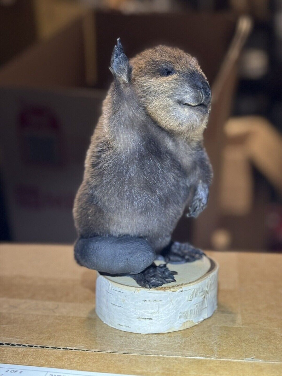 Museum Quality Beautiful Adorable Baby Beaver Kit Taxidermy Mount Art ...