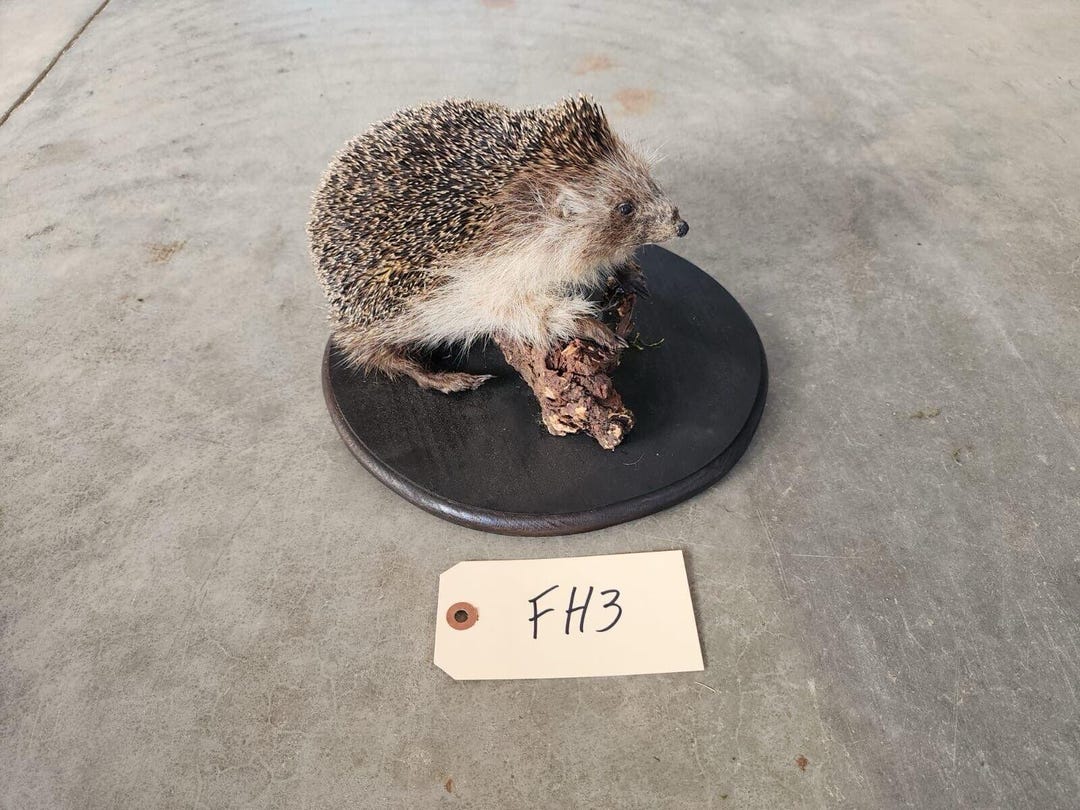 Large Hedgehog Taxidermy Mount FH3 - Etsy