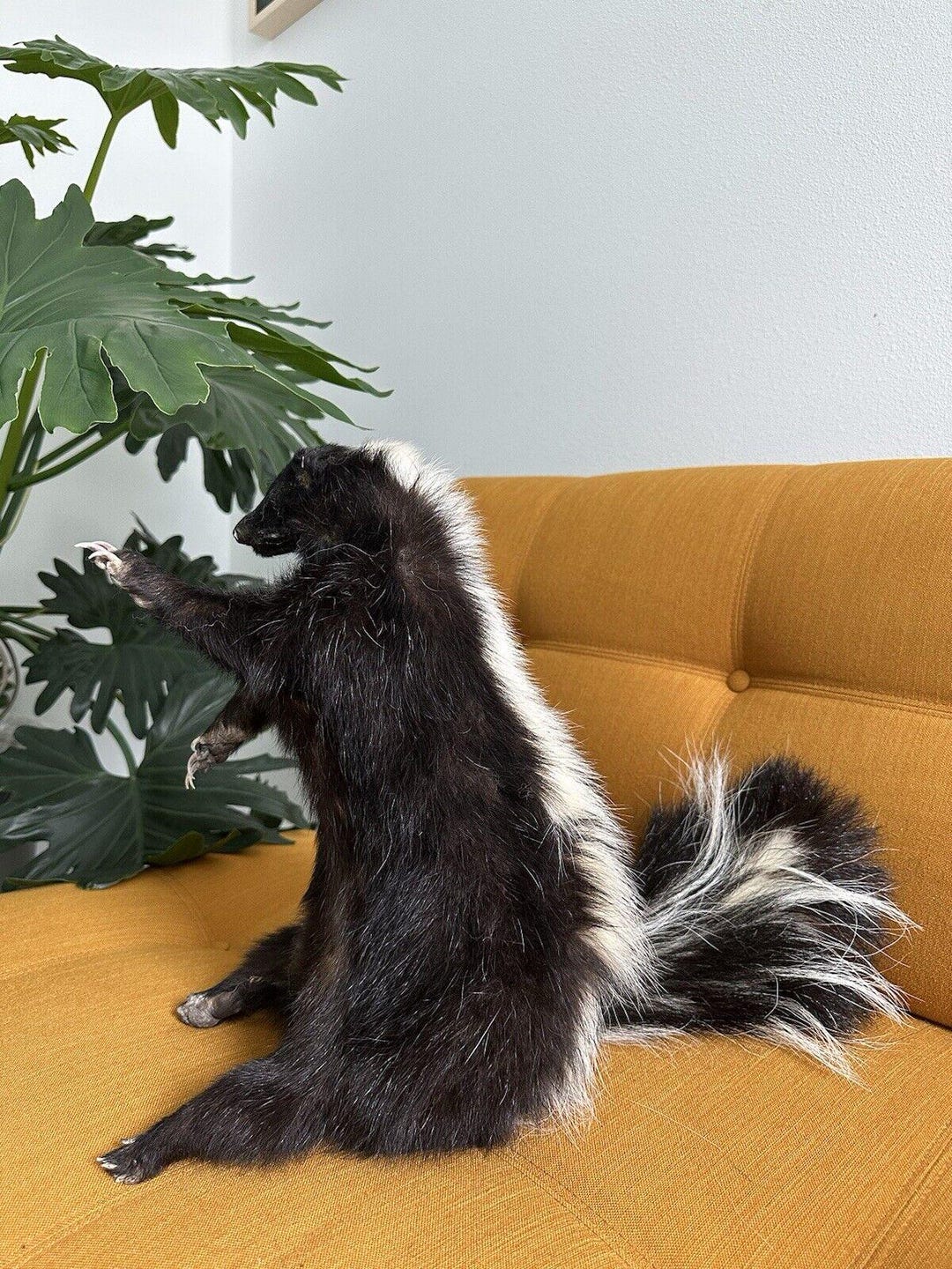 Large Prime Skunk Taxidermy Mount - Etsy