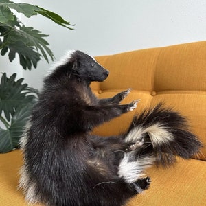 Large Prime Skunk Taxidermy Mount - Etsy