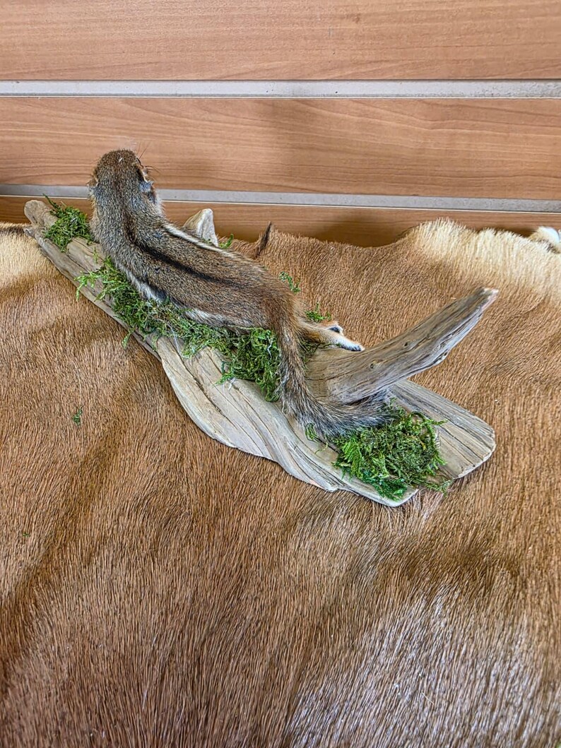 FHCK112 - Chipmunk Taxidermy Mount - Etsy