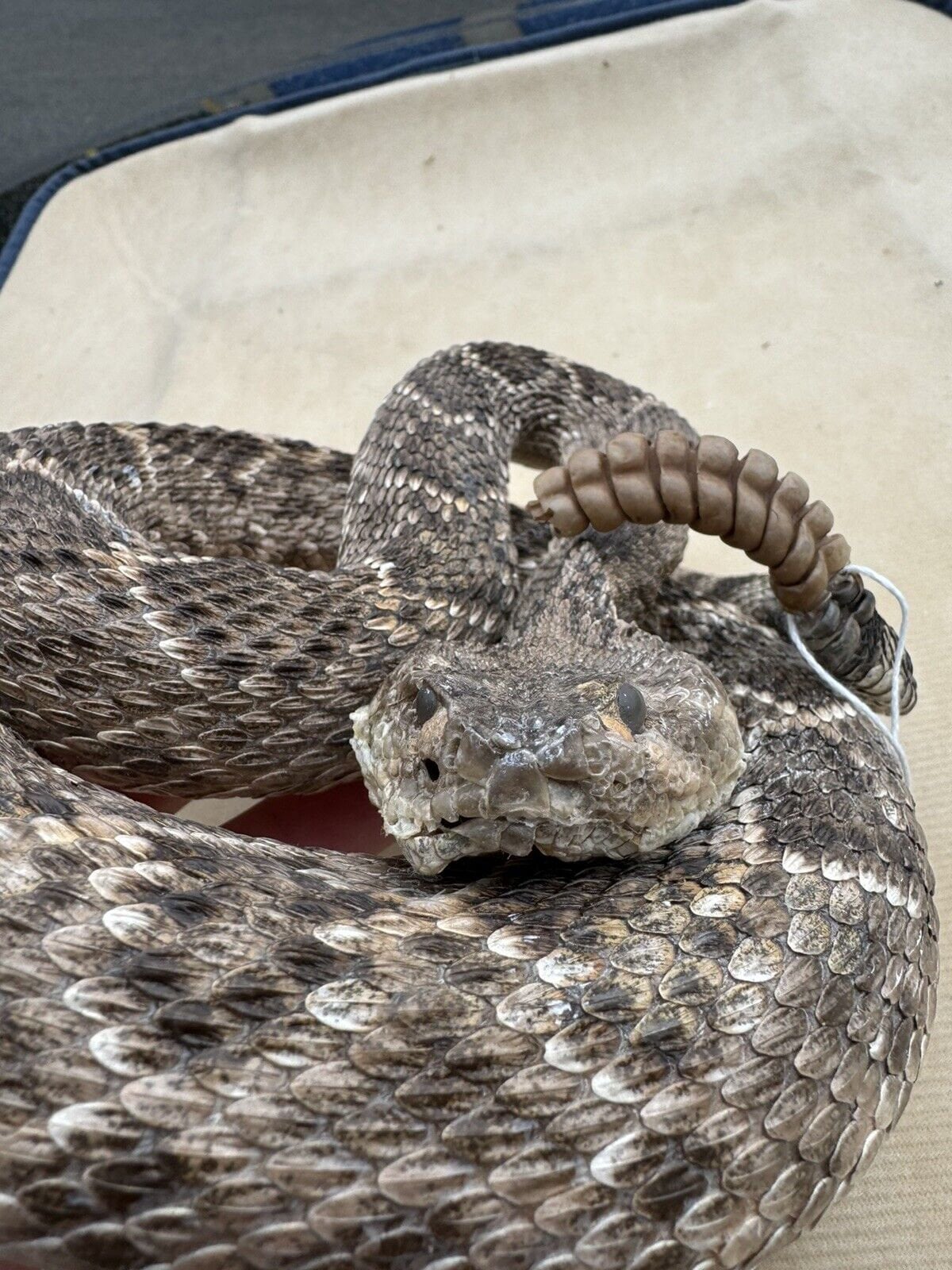 Large Real Rattle Snake Taxidermy Mount - Etsy