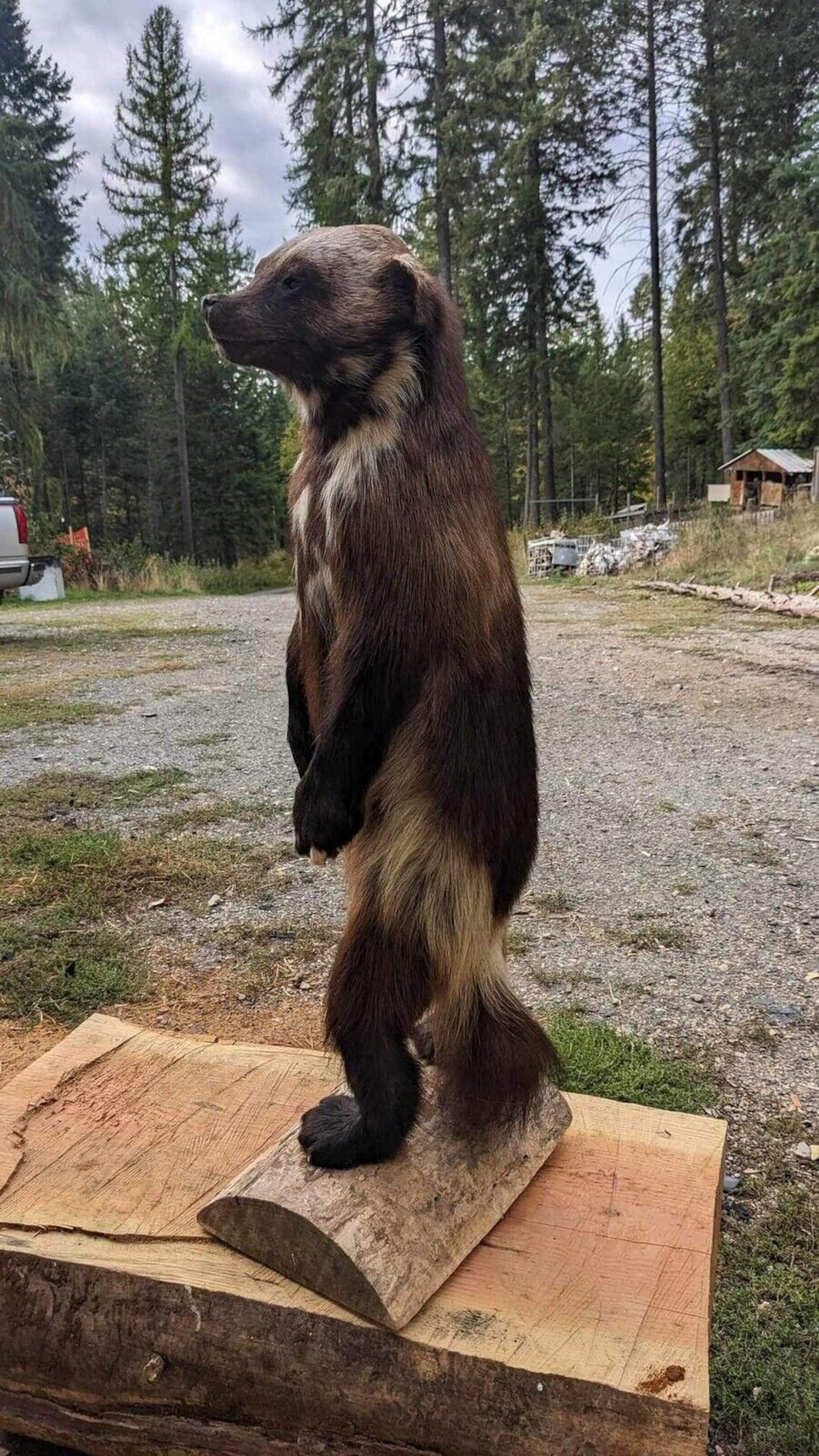 Massive Alaskan Wolverine Life-size Taxidermy Mount for Sale Brand New ...