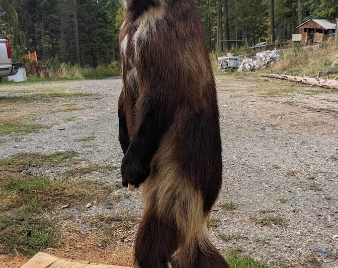 Massive Alaskan Wolverine Life-size Taxidermy Mount for Sale Brand New ...