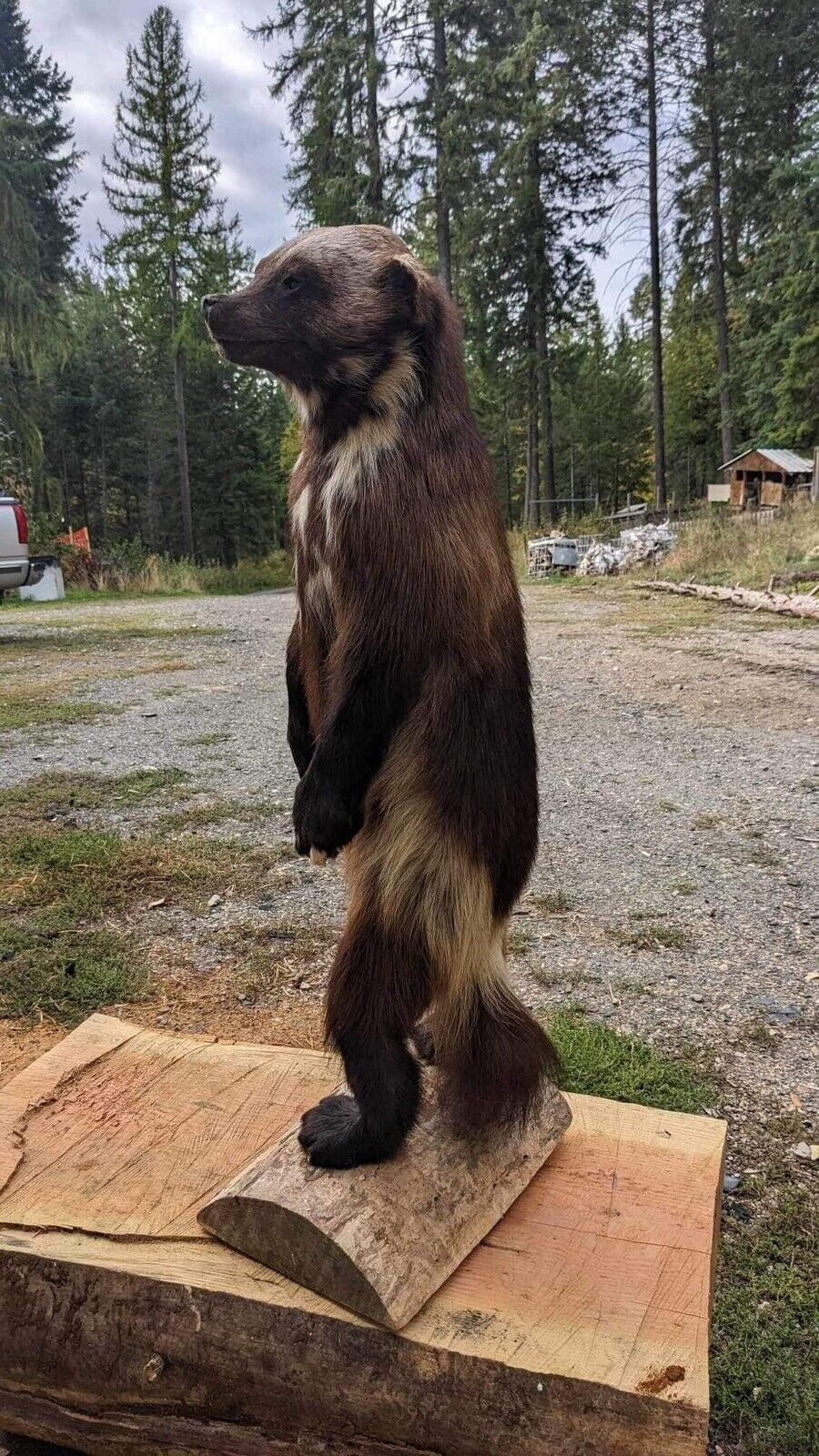 Massive Alaskan Wolverine Life-size Taxidermy Mount for Sale Brand New ...