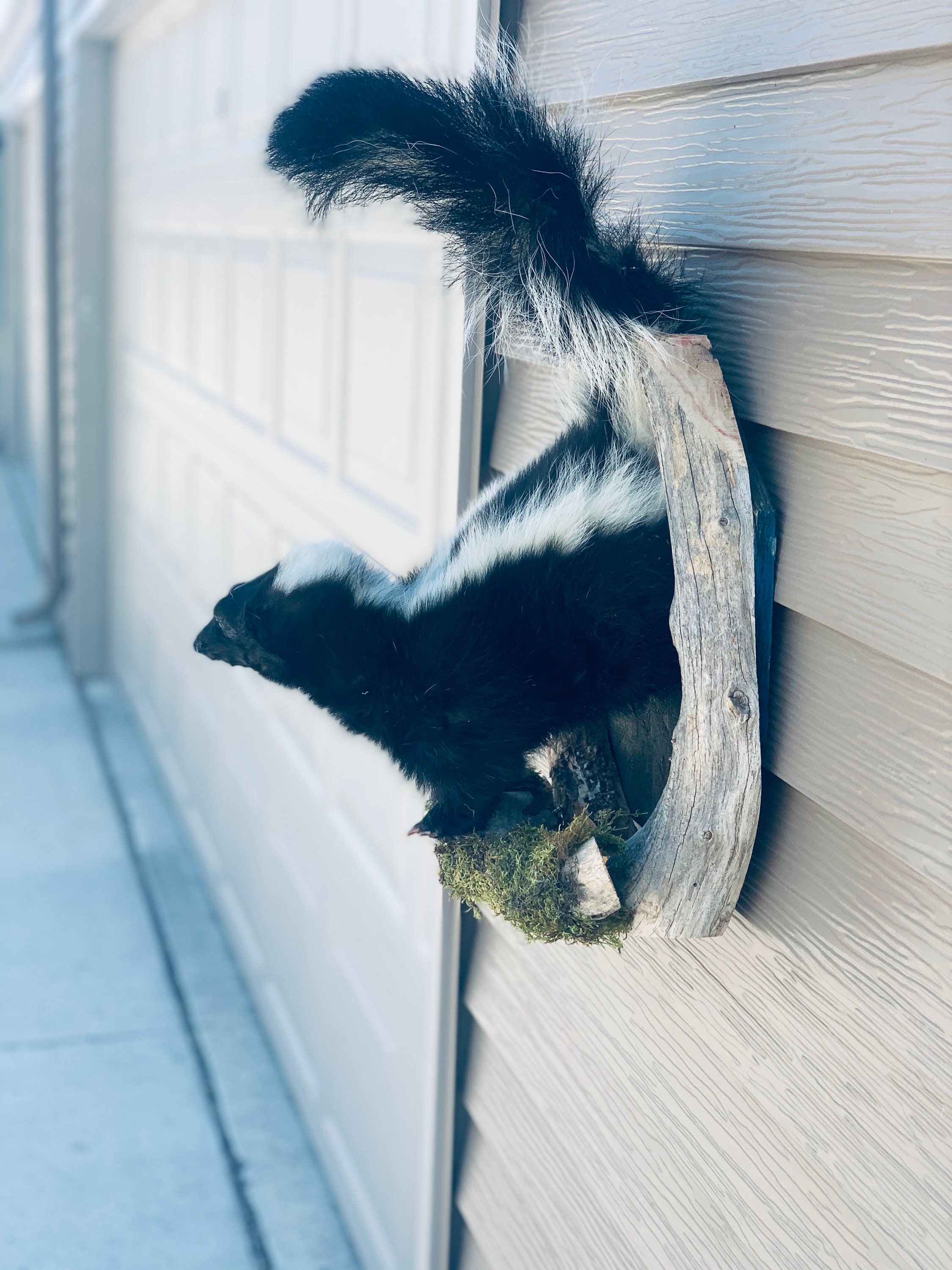Skunk Mount Taxidermy - Etsy UK