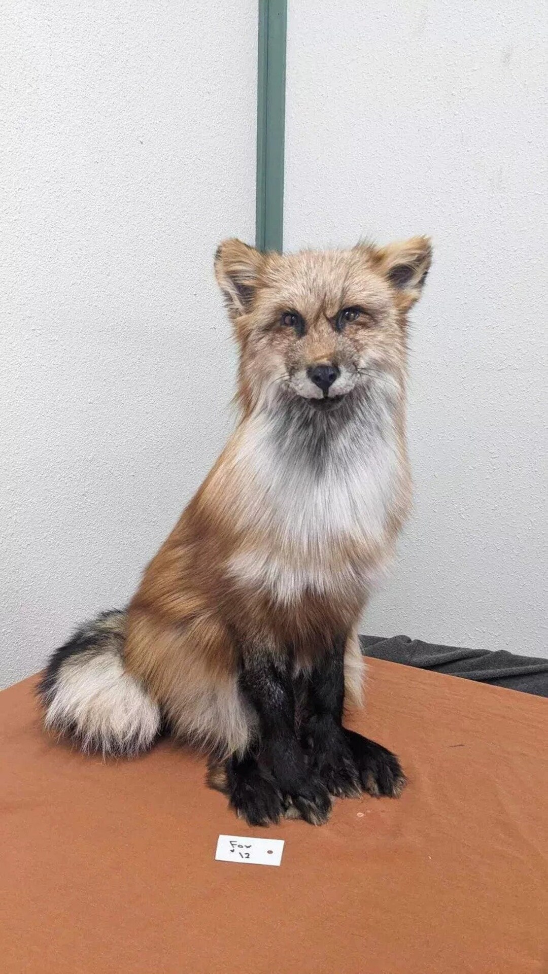 Red Fox Taxidermy Full Body Mount Cabin Camp Man Cave Home Office Den ...