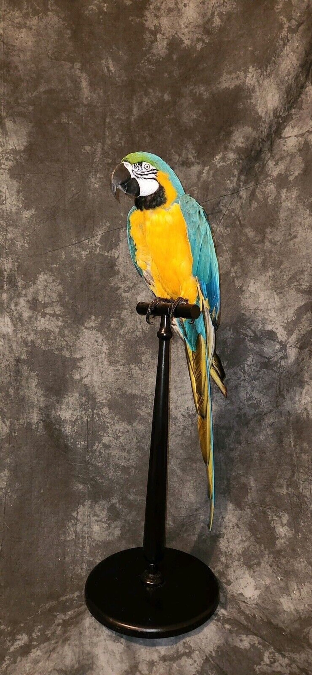 Blue and Gold Macaw Bird Taxidermy Mount - Etsy