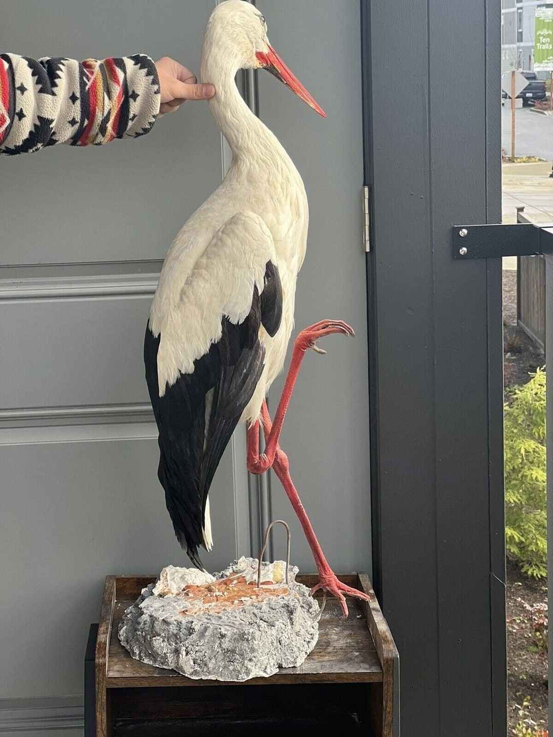 Stork Taxidermy Mount Bird - Etsy