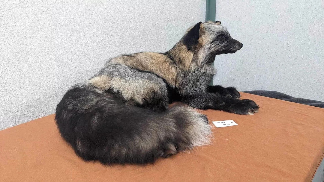 Stunning Real Cross FOX Mount Taxidermy Brand New - Etsy