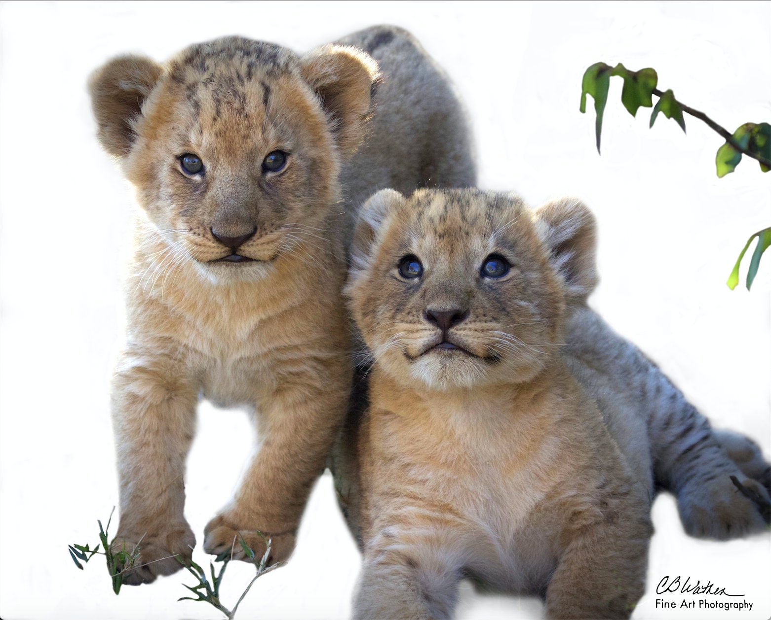 African Art, Lion Cubs, Baby Animals, Home Decor, Nursery, Nature, Art ...