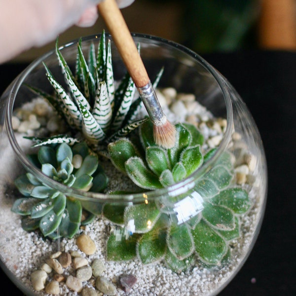 Terrarium Kit - Etsy