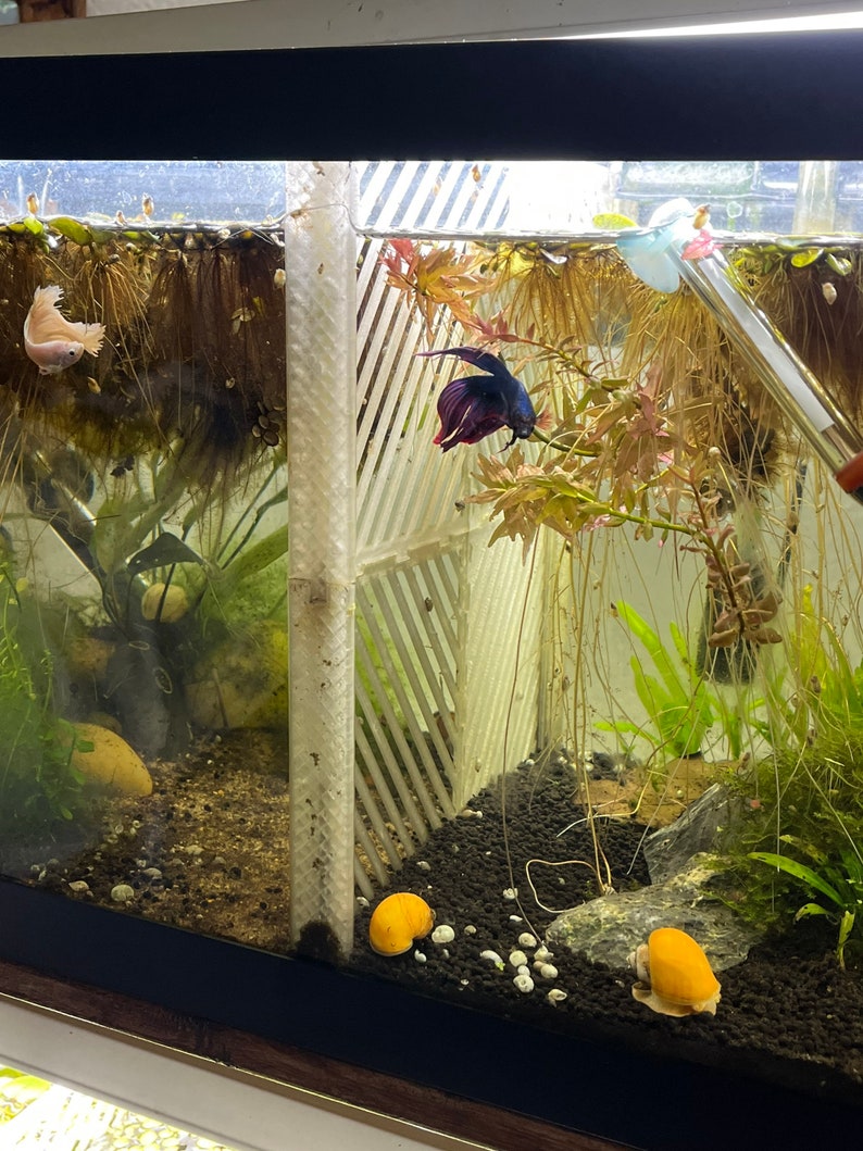 20 Gallon Long 3D Printed Aquarium Divider Betta Tank Divider - Etsy