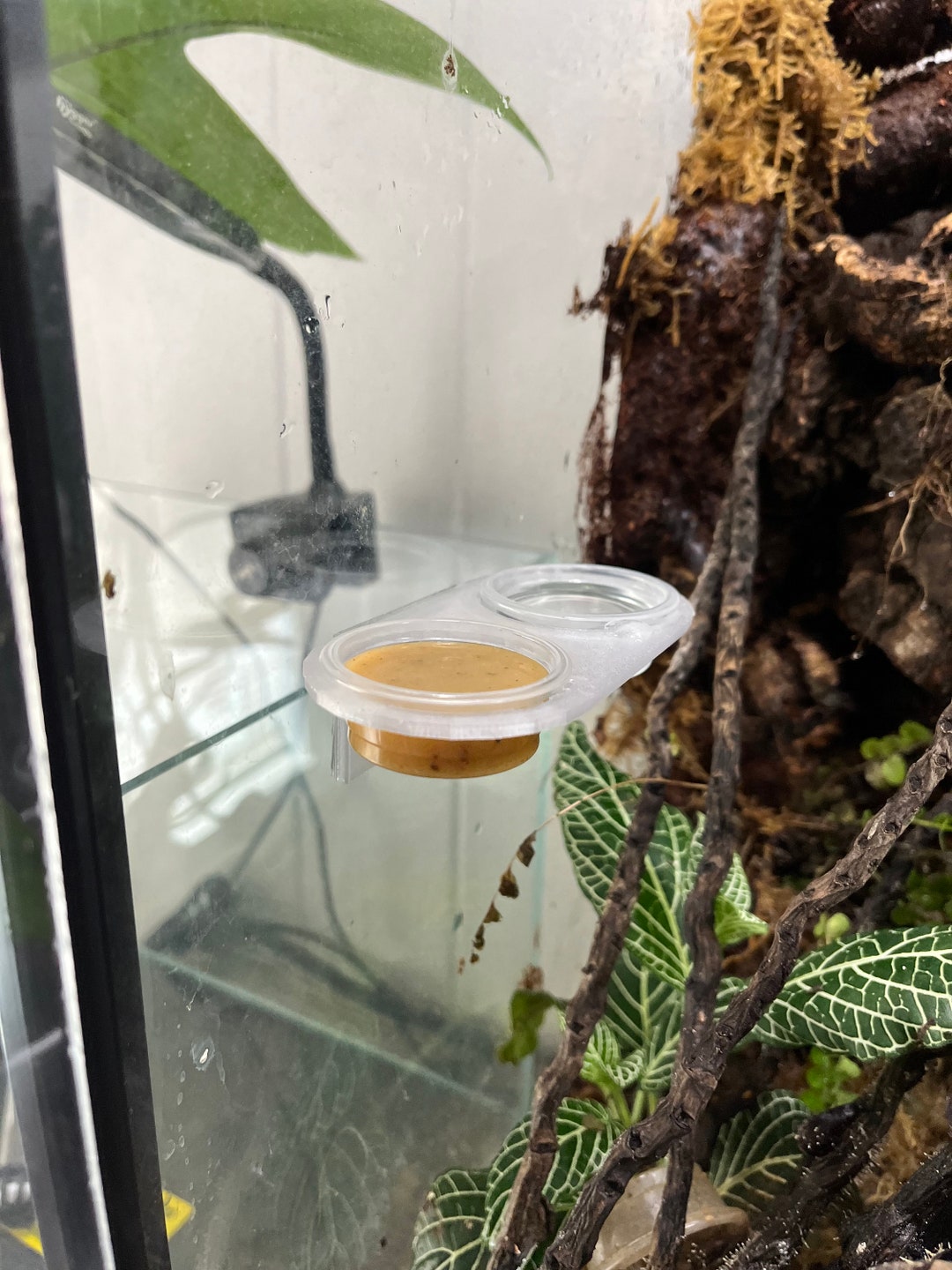 Permanent Gecko Feeding Ledge W/ Disposable Cups - Etsy