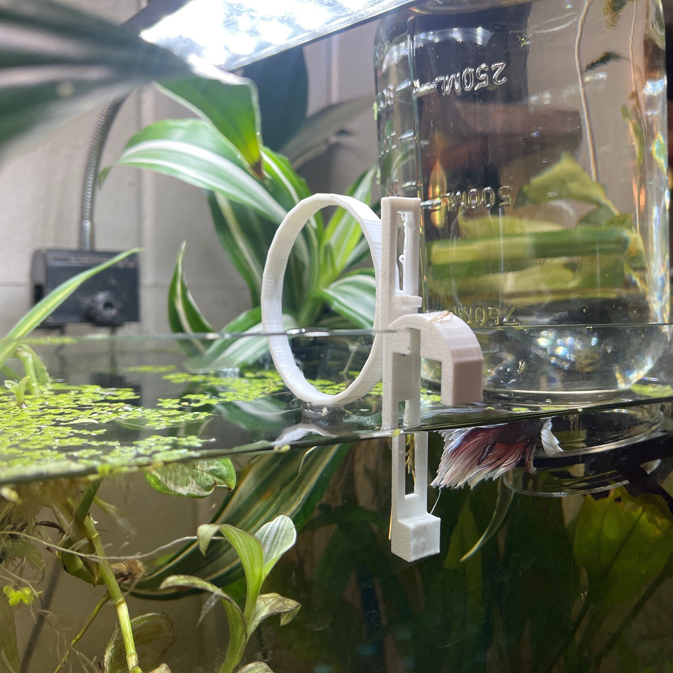 Adjustable Betta Hoop - Betta Olympics Training Beginner - Etsy
