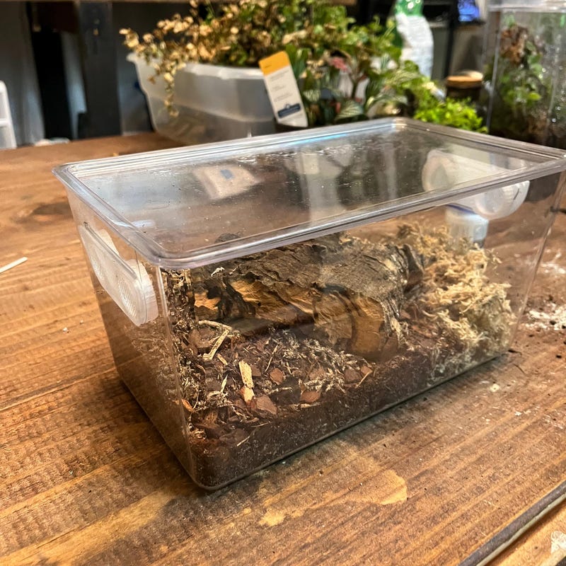 Small Isopod Terrarium - Etsy