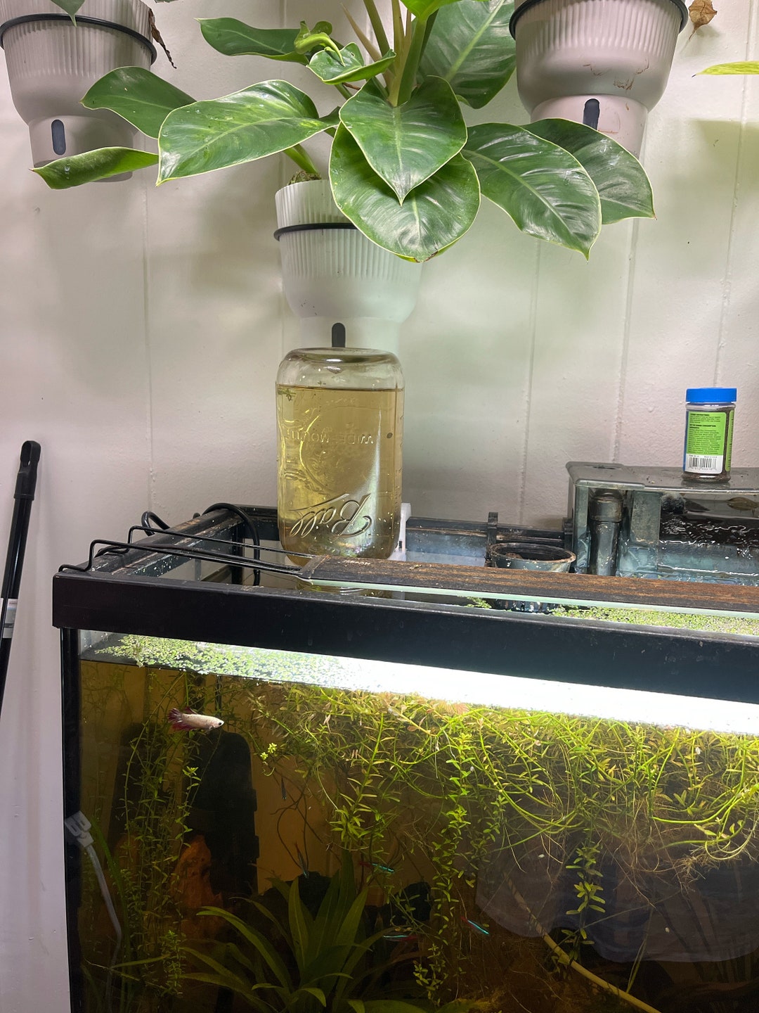 Aquarium Inverted Tank Holder / Betta Penthouse for Wide Mouth Jars - Etsy