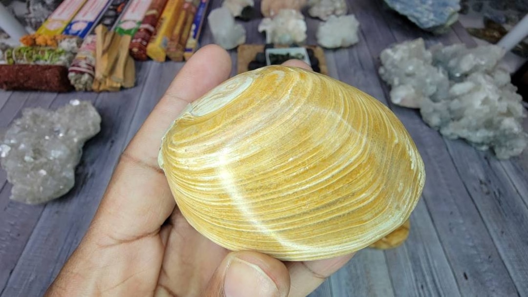 Pretty & Polished Clam Fossils From Madagascar - Choose Your Own - Etsy