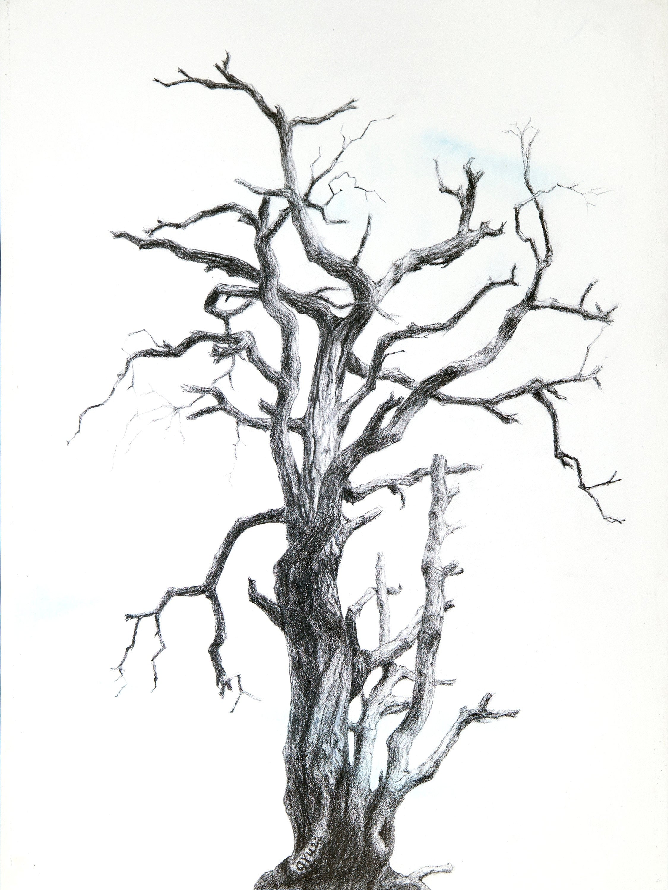 Original Tree Pencil Drawing on Watercolor Paper With Light Blue Wash ...