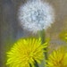 Dandelion Original Oil Painting on Canvas Flower Oil Painting on Canvas ...