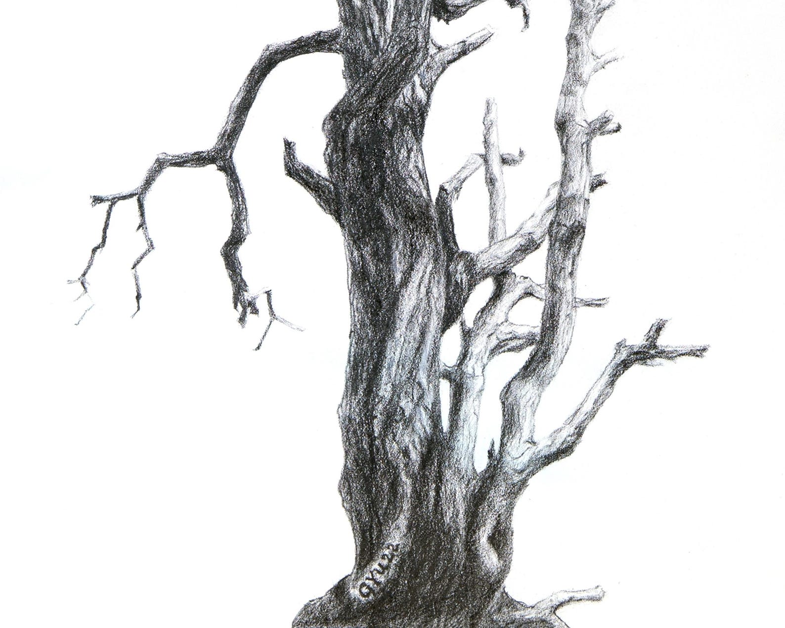 Original Tree Pencil Drawing on Watercolor Paper With Light Blue Wash ...