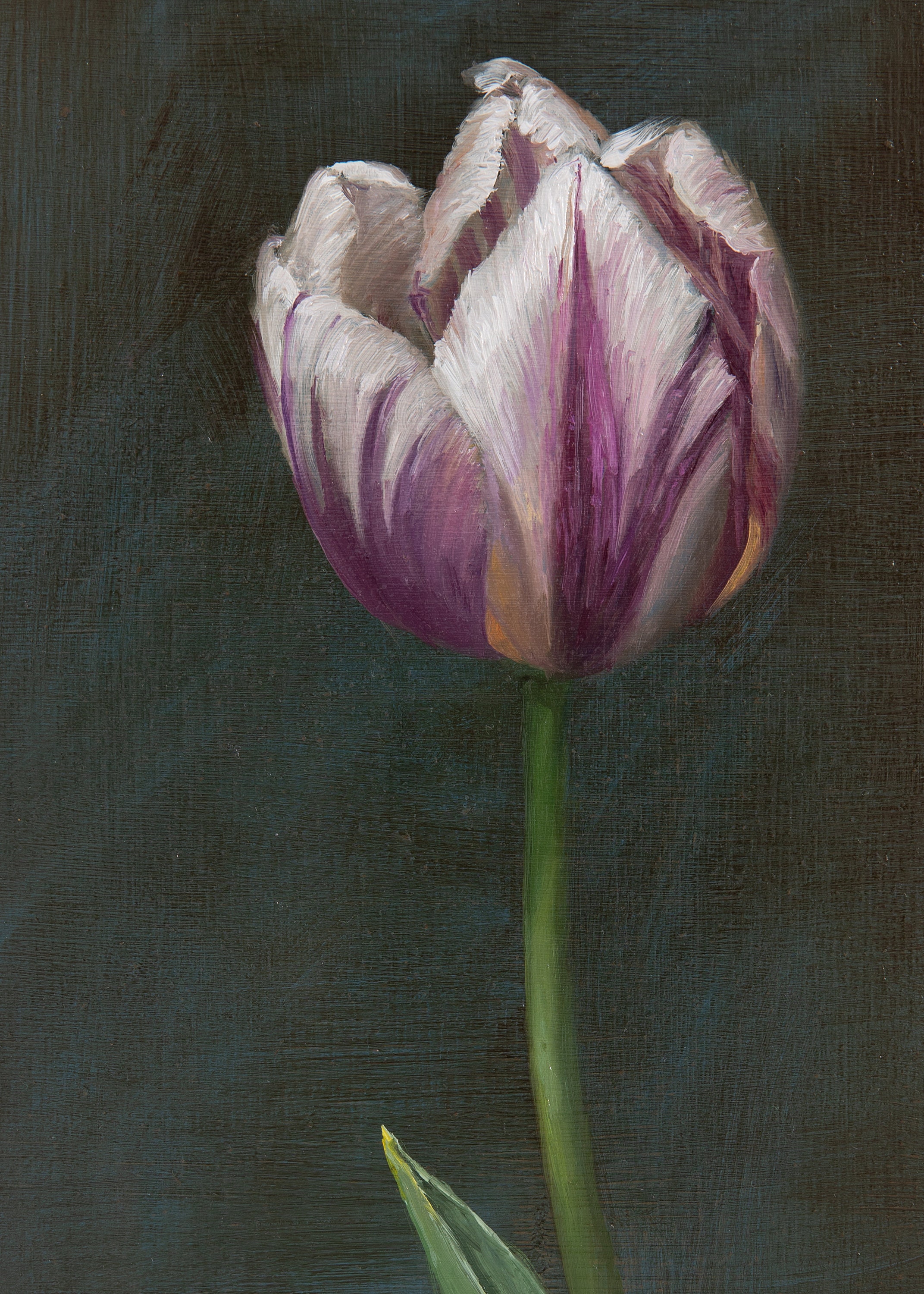 Original Tulip Oil Painting on Panel Realistic Purple Flame Tulip ...