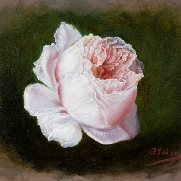 Cabbage Rose Print - Etsy