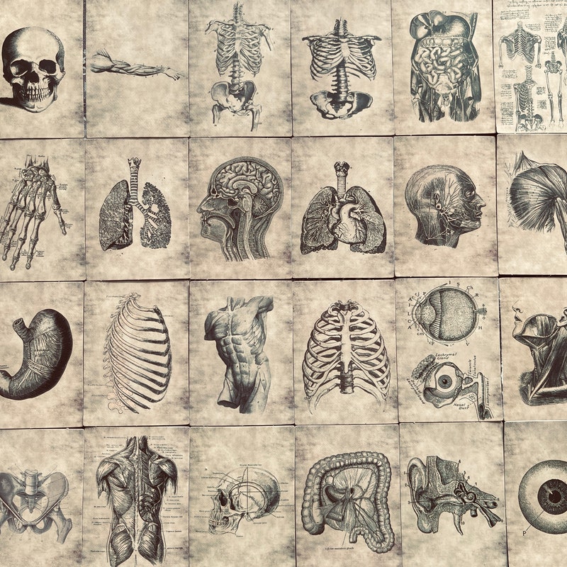 Human Body Stickers - Etsy