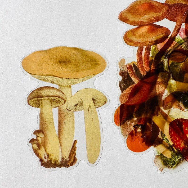 11 Vinyl Transparent Fungi Sticker Pack, Waterproof Reusable Set, Clear ...
