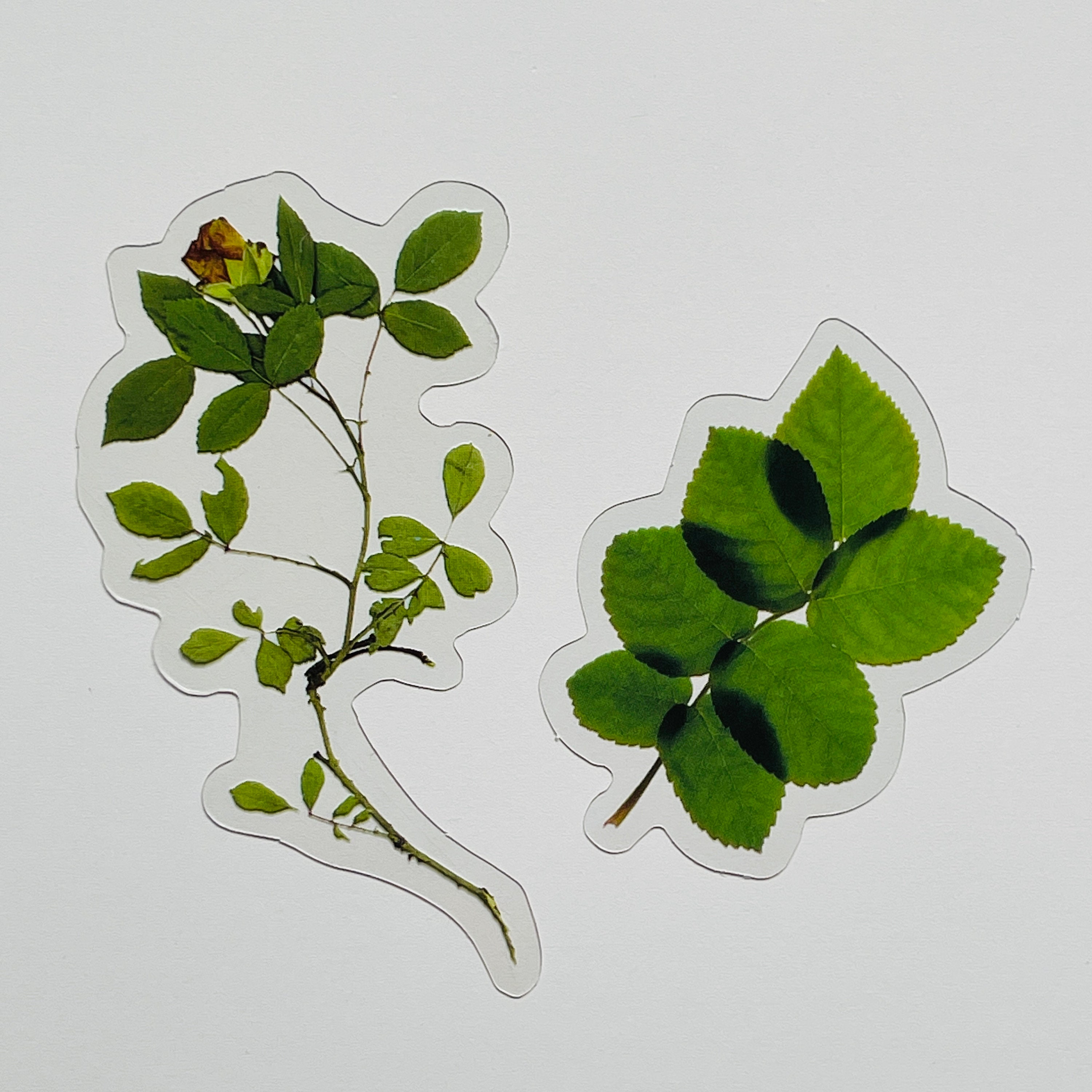 20 Vinyl Transparent Leaf Sticker Pack Waterproof Reusable - Etsy UK