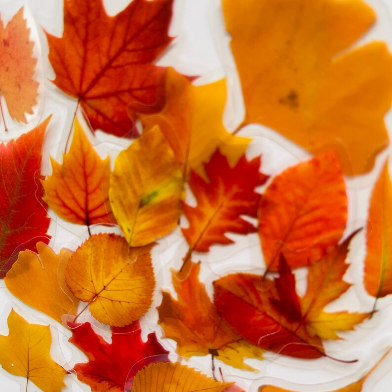 20 Vinyl Transparent Autumn Leaf Sticker Pack, Waterproof Reusable Set ...