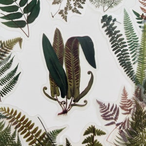 20 Vinyl Transparent Leaf Sticker Pack | Waterproof Reusable Set ...