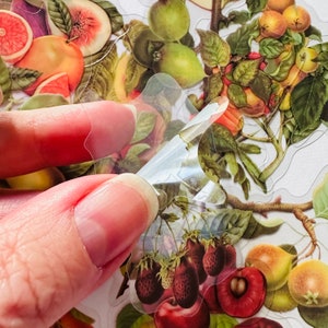 20 Vinyl Transparent Fruit Sticker Pack, Waterproof Reusable Set, Clear ...