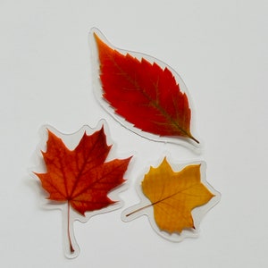 20 Vinyl Transparent Autumn Leaf Sticker Pack, Waterproof Reusable Set ...