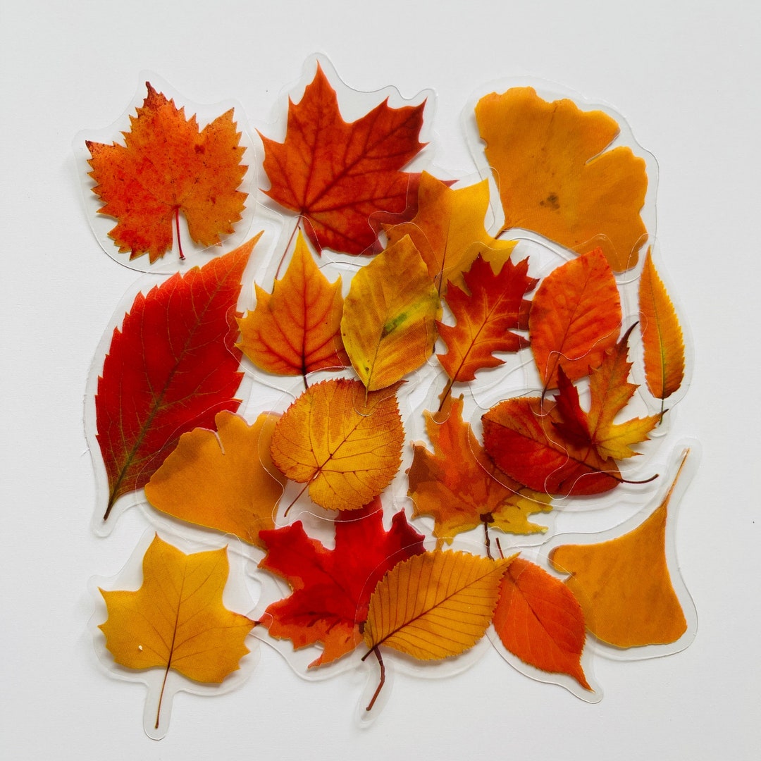20 Vinyl Transparent Autumn Leaf Sticker Pack, Waterproof Reusable Set ...
