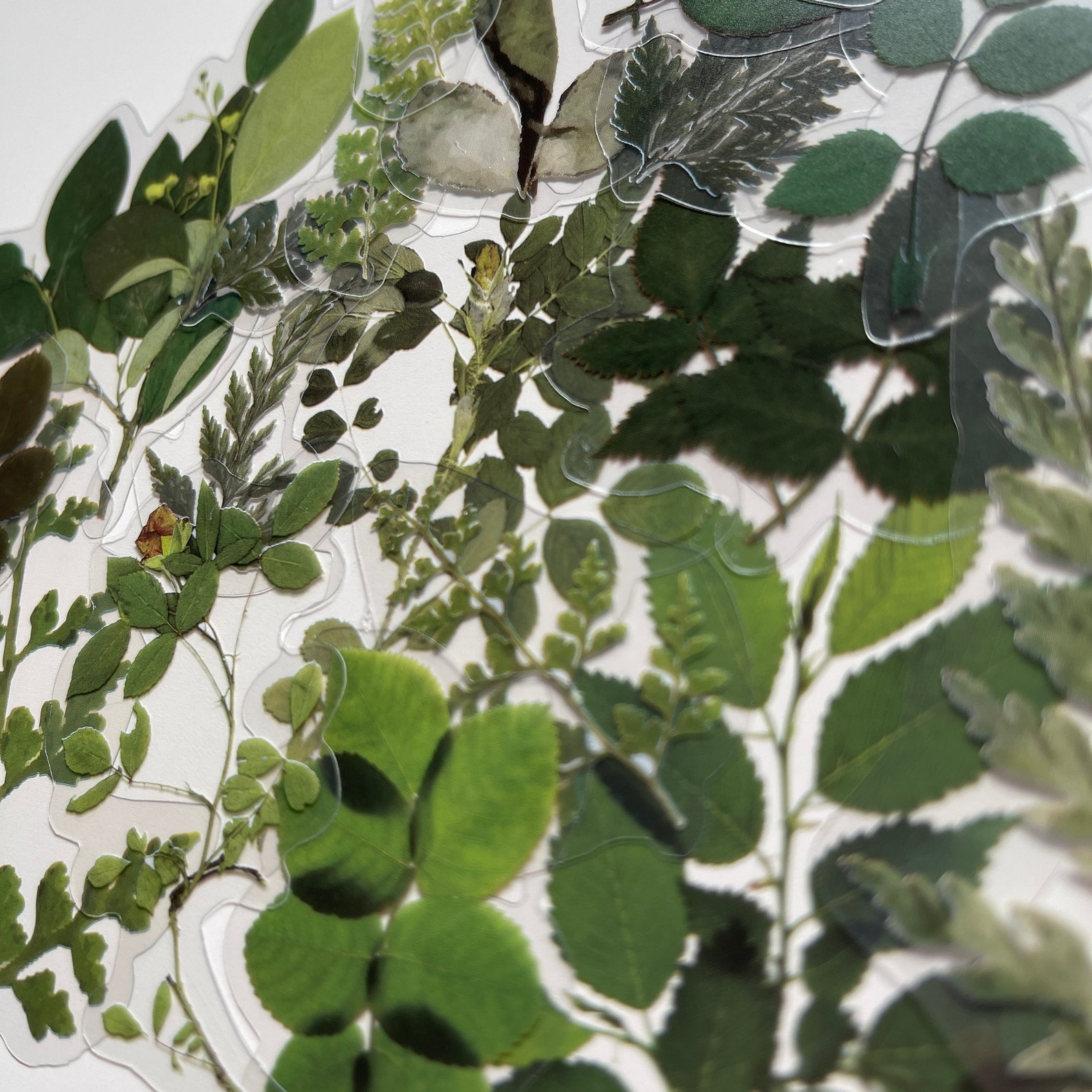 20 Vinyl Transparent Leaf Sticker Pack Waterproof Reusable | Etsy