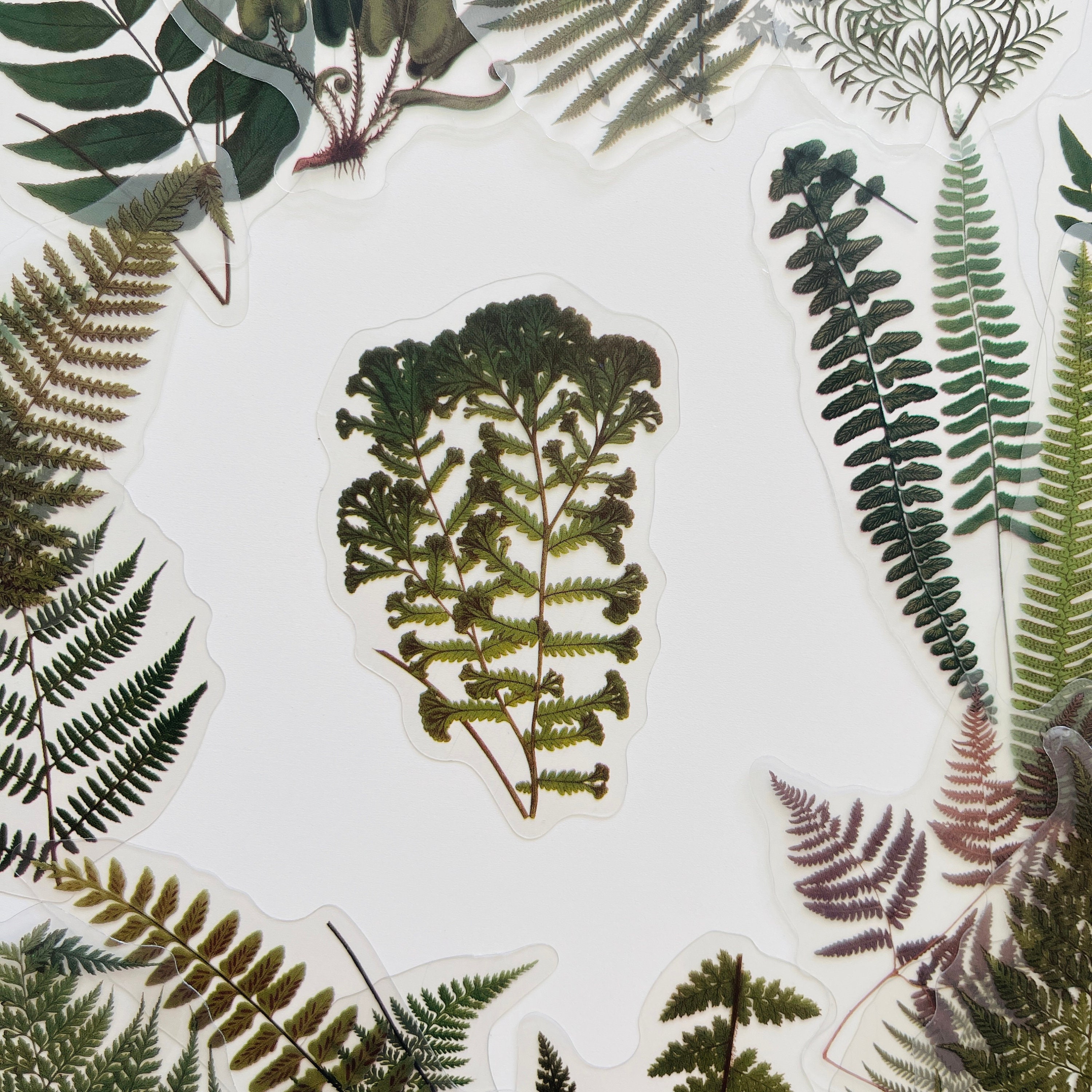 20 Vinyl Transparent Leaf Sticker Pack Waterproof Reusable - Etsy