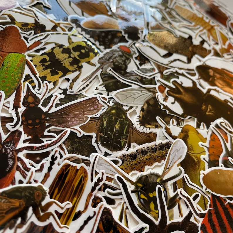 24/48 Vinyl Transparent Realistic Insect Stickers, Matt Die Cut Decal ...