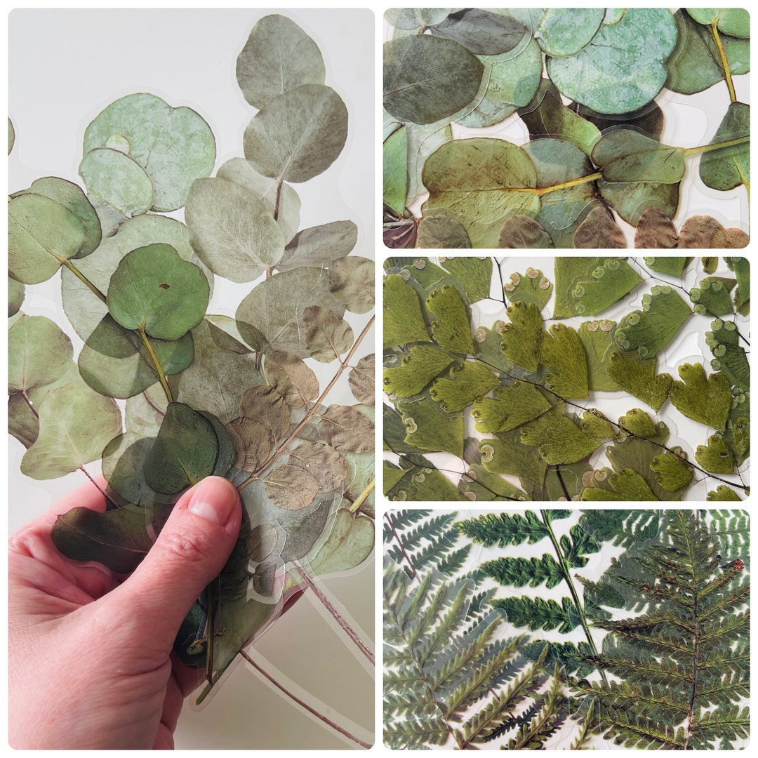 6 Large Vinyl Transparent Leaf Stickers, Waterproof Reusable Pack ...