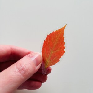 20 Vinyl Transparent Autumn Leaf Sticker Pack, Waterproof Reusable Set ...