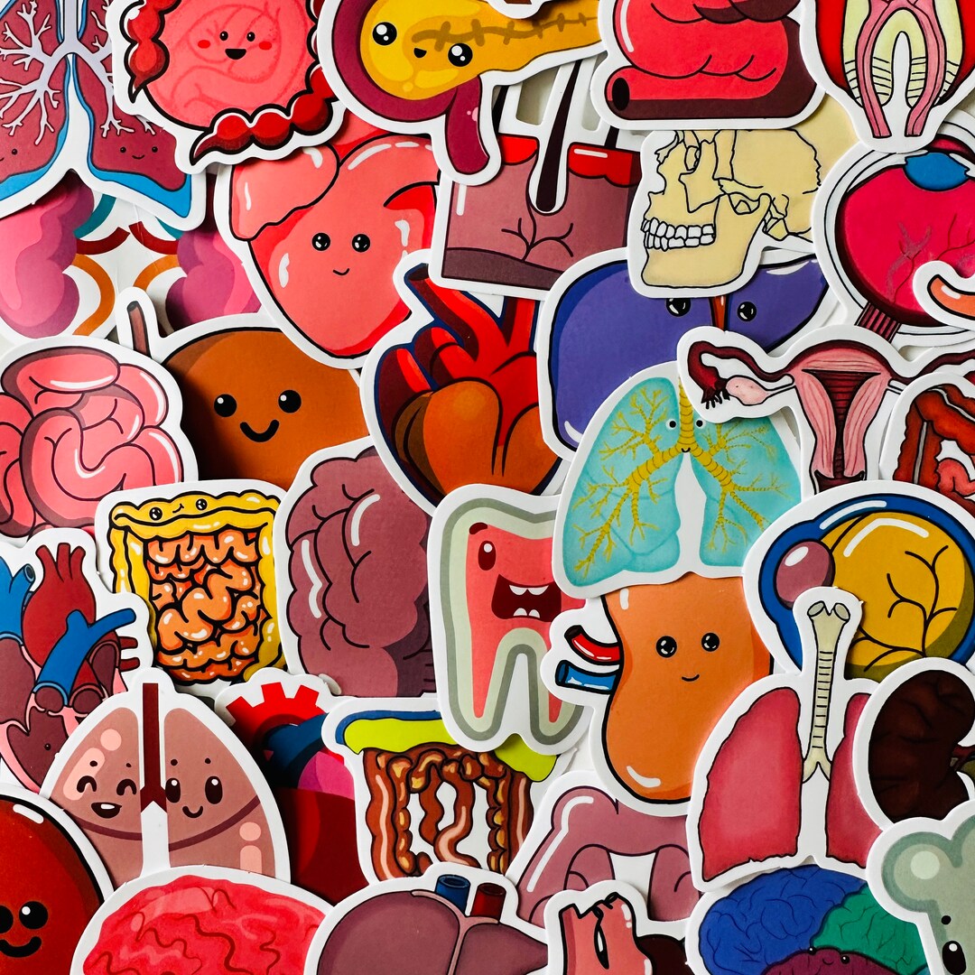 25/50 Vinyl Human Organ Stickers, Die Cut Decal Set, Waterproof ...